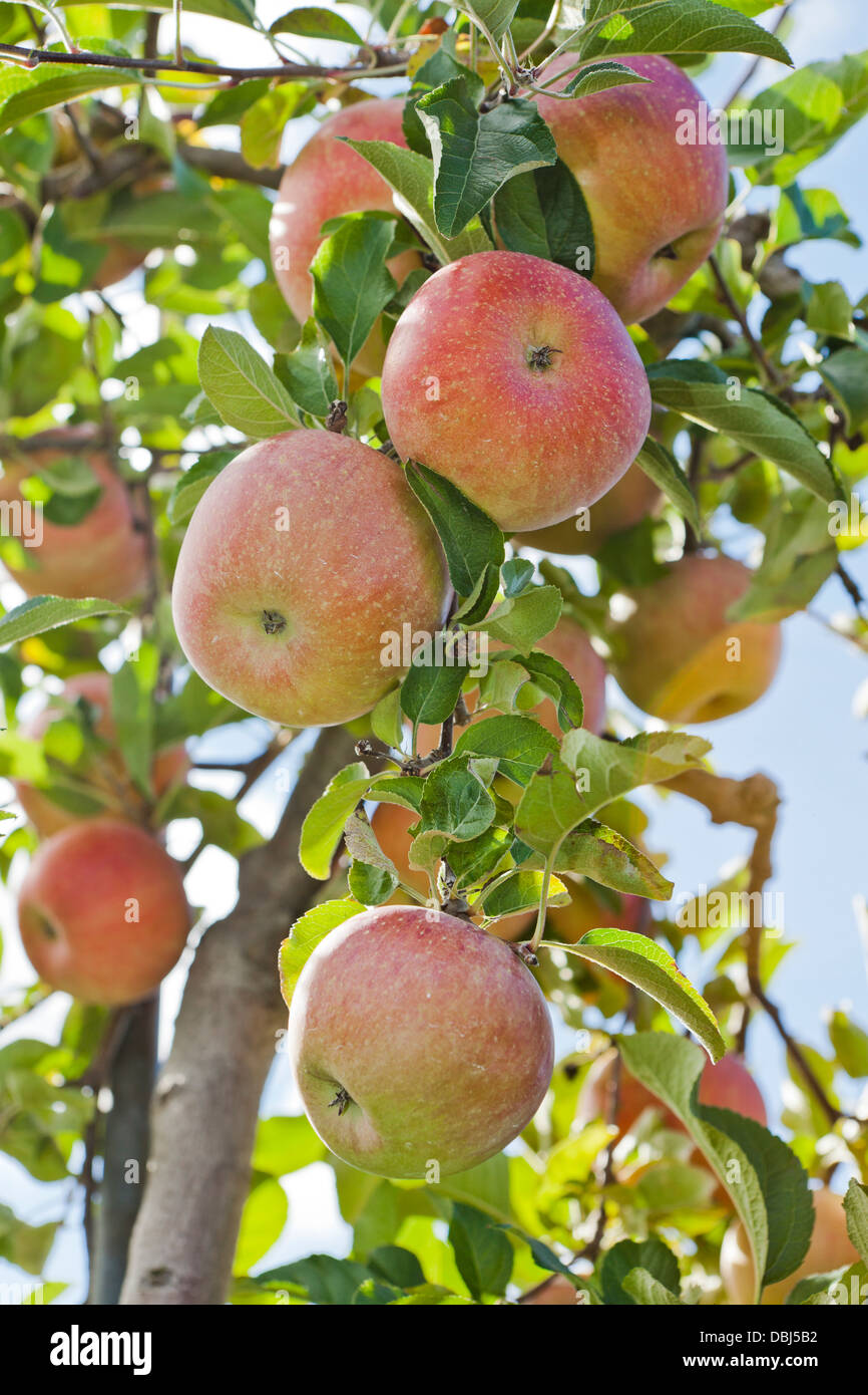 apple in orchard in the fall Stock Photo - Alamy