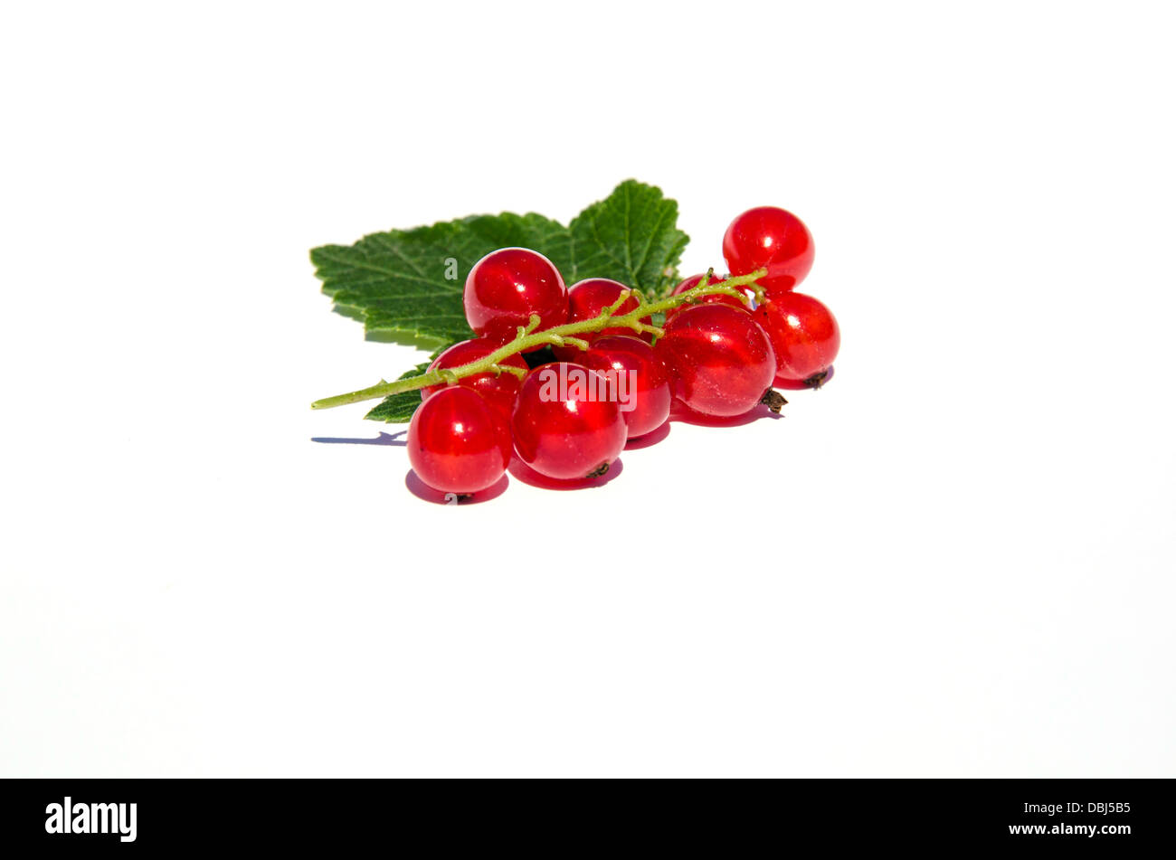 Red currants on branch Cut Out Stock Images & Pictures - Alamy