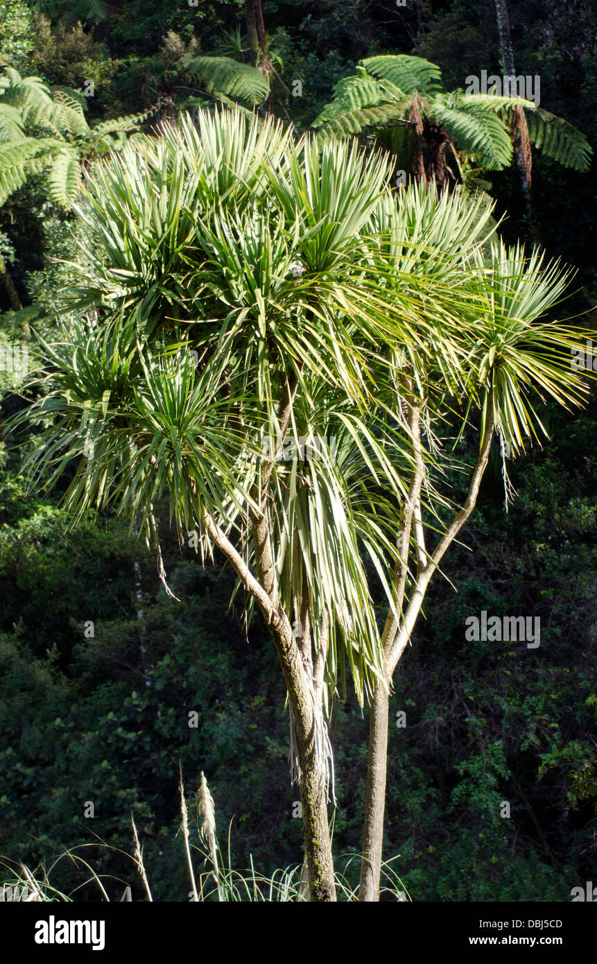 Monocot Tree High Resolution Stock Photography and Images - Alamy