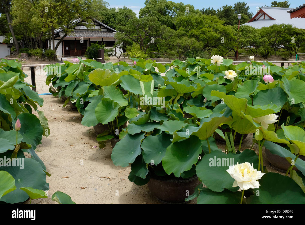 Lotus plants at Yakushi-ji Temple near Nara Japan Stock Photo - Alamy