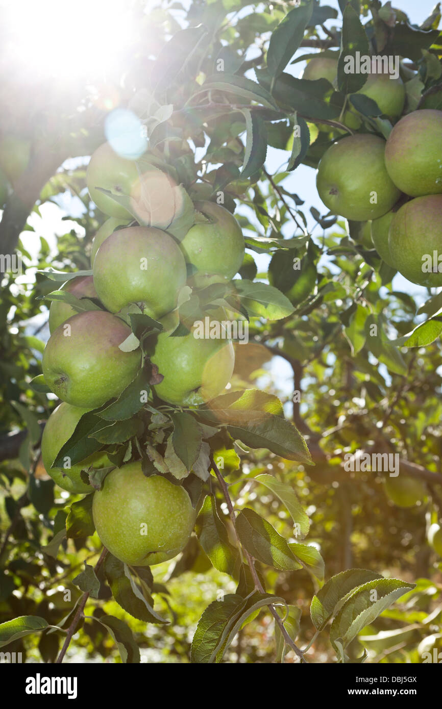 Apples ready picking in orchard hi-res stock photography and images - Alamy
