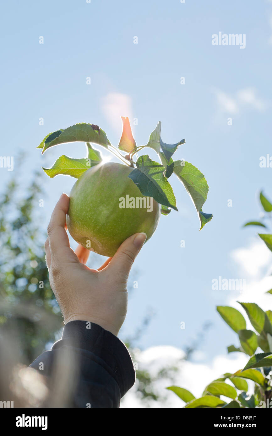 Apple pick new york hi-res stock photography and images - Alamy