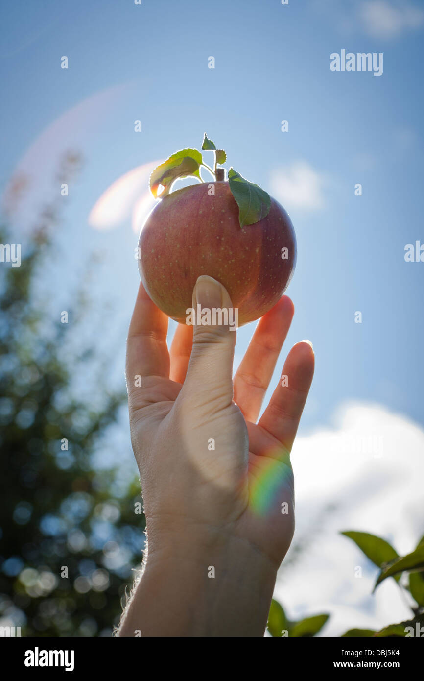 Apple pick new york hi-res stock photography and images - Alamy