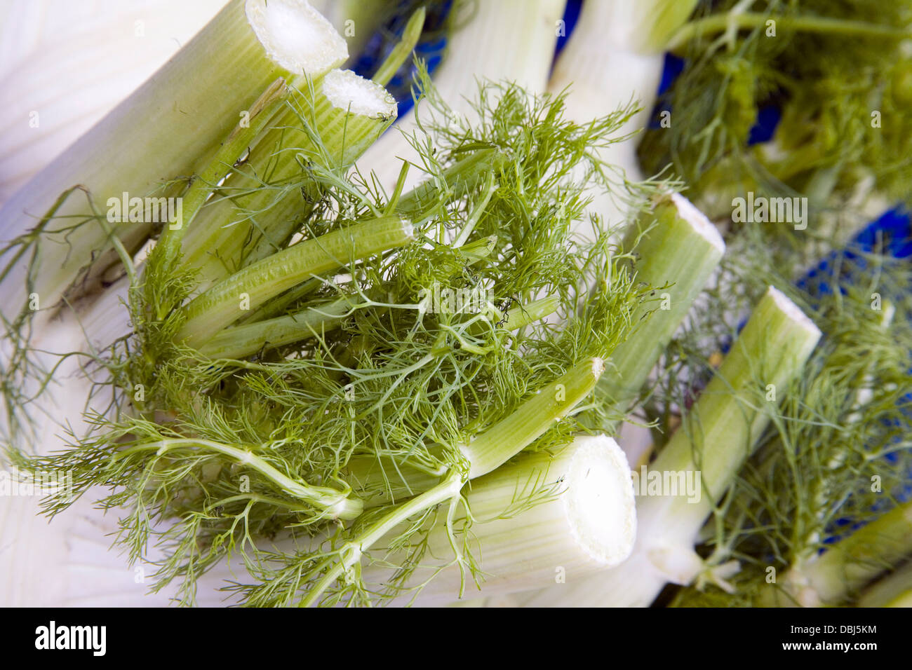 Bulb fennel plants hi-res stock photography and images - Alamy