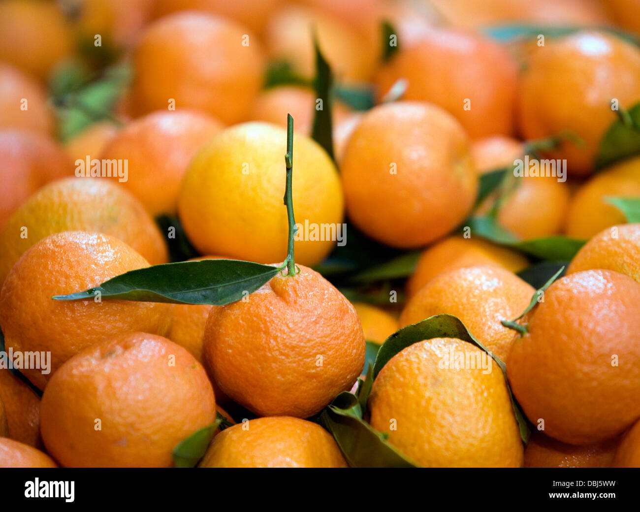 Tangerines with stem and leaves Stock Photo - Alamy