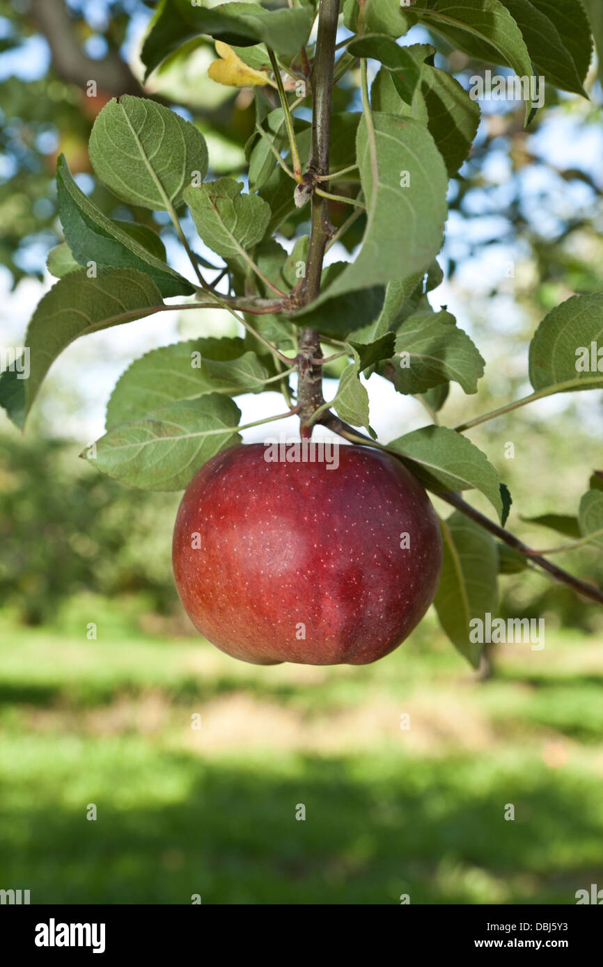 apple in orchard in the fall Stock Photo - Alamy