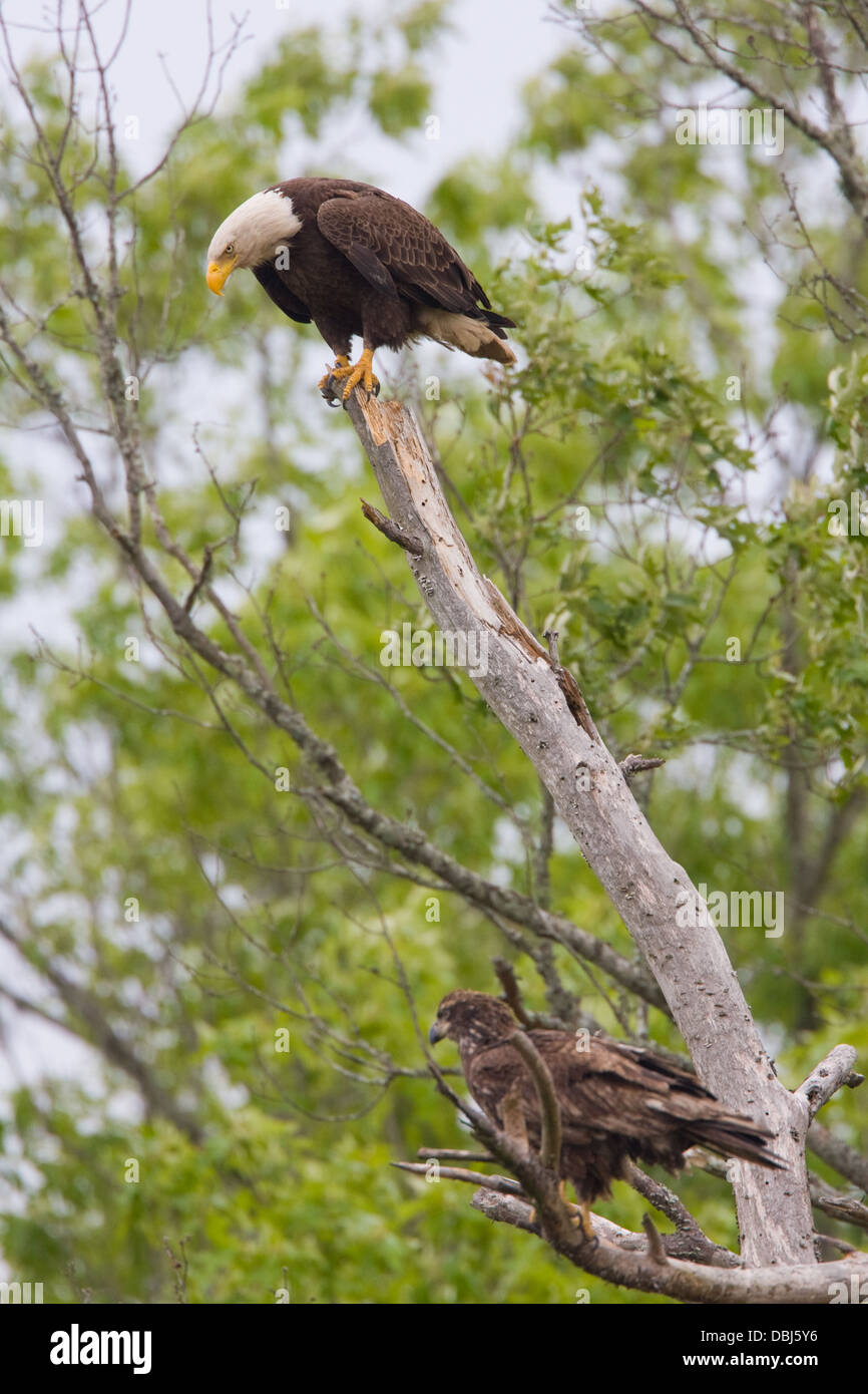 American Bald Eagle in flight Stock Photo - Alamy