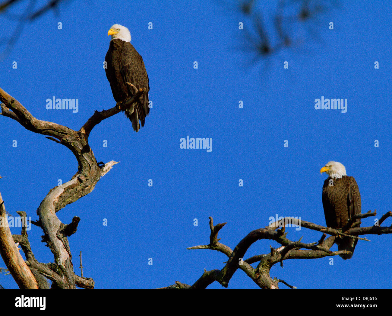 American Bald Eagle in flight Stock Photo - Alamy