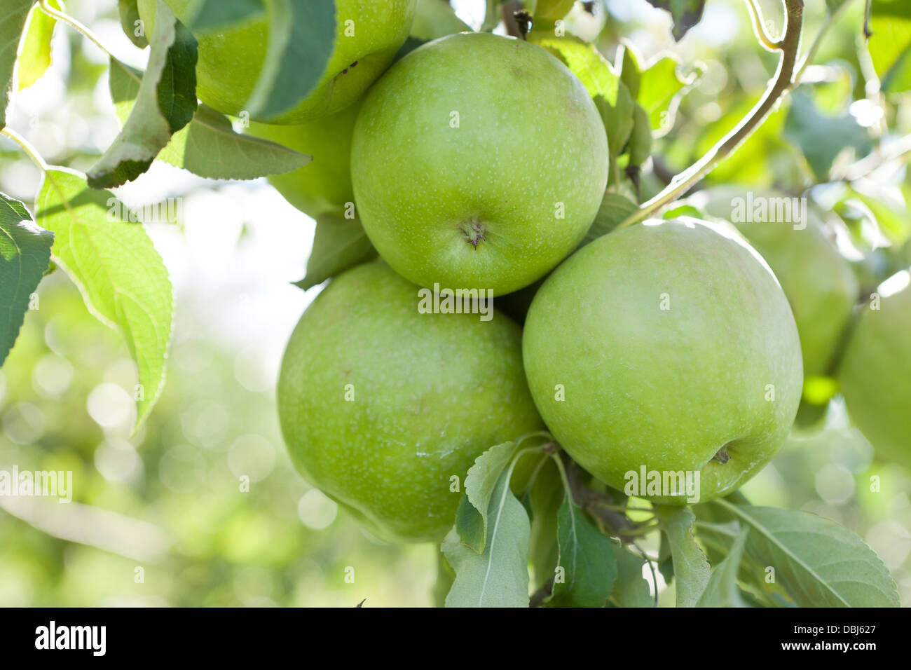 apple in orchard in the fall Stock Photo - Alamy