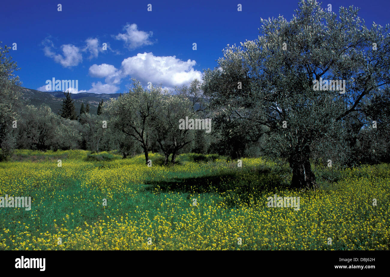 Olive trees in a meadow Stock Photo - Alamy