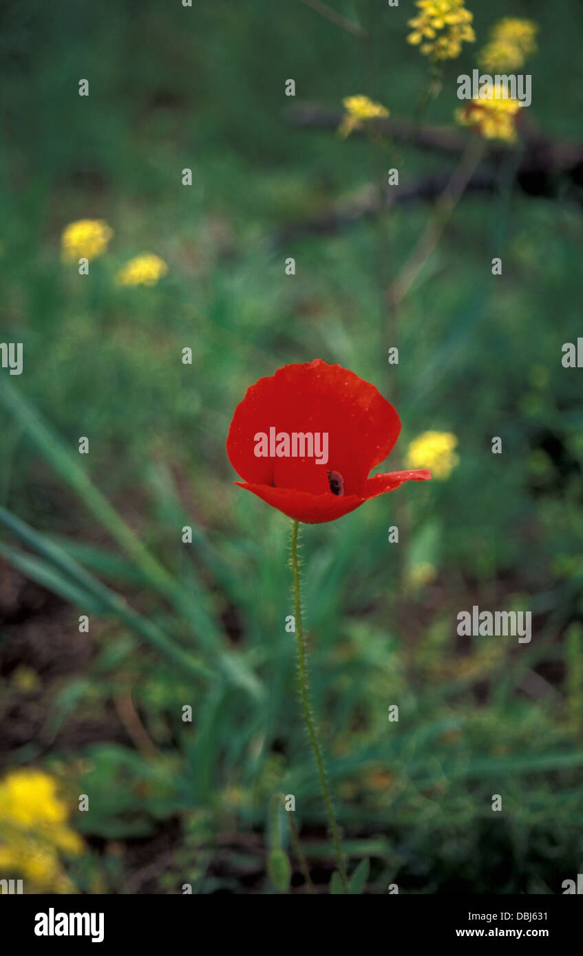 A red poppy Stock Photo - Alamy