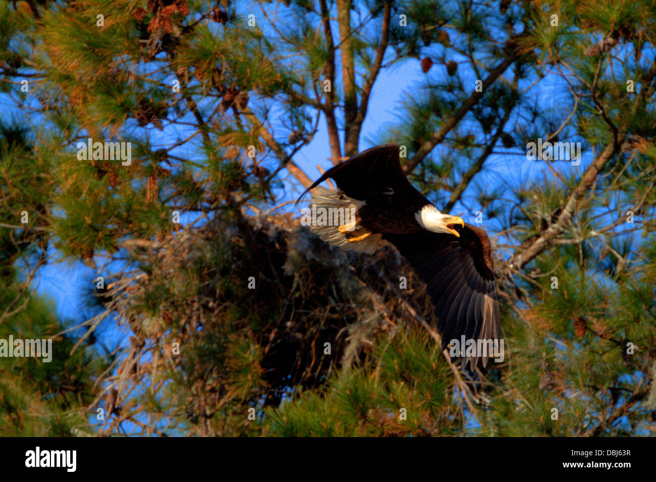 American Bald Eagle in flight Stock Photo - Alamy