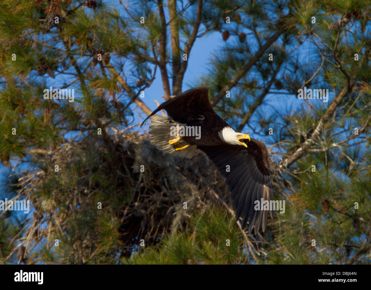 American Bald Eagle in flight Stock Photo - Alamy