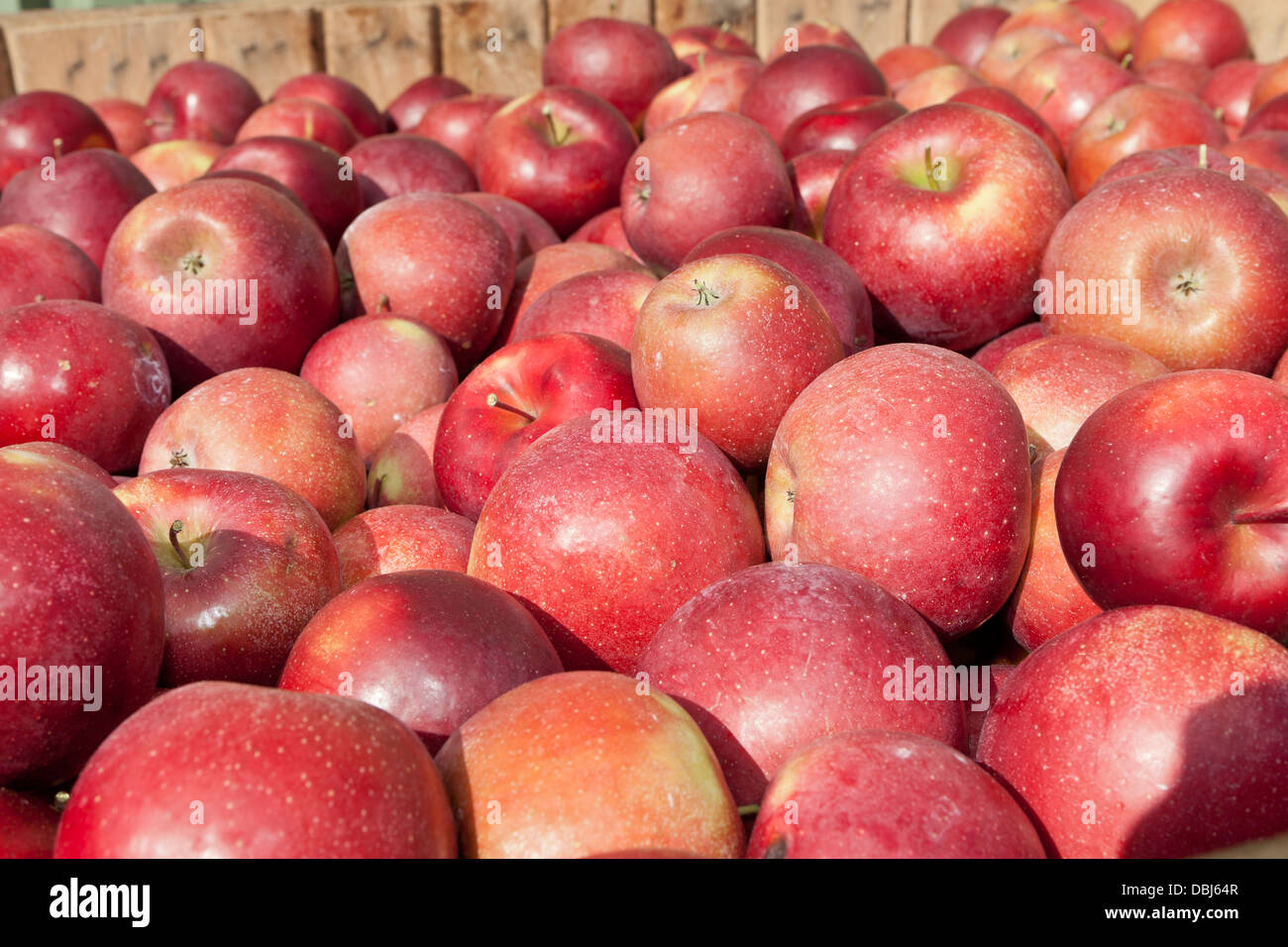 apple in orchard in the fall Stock Photo - Alamy