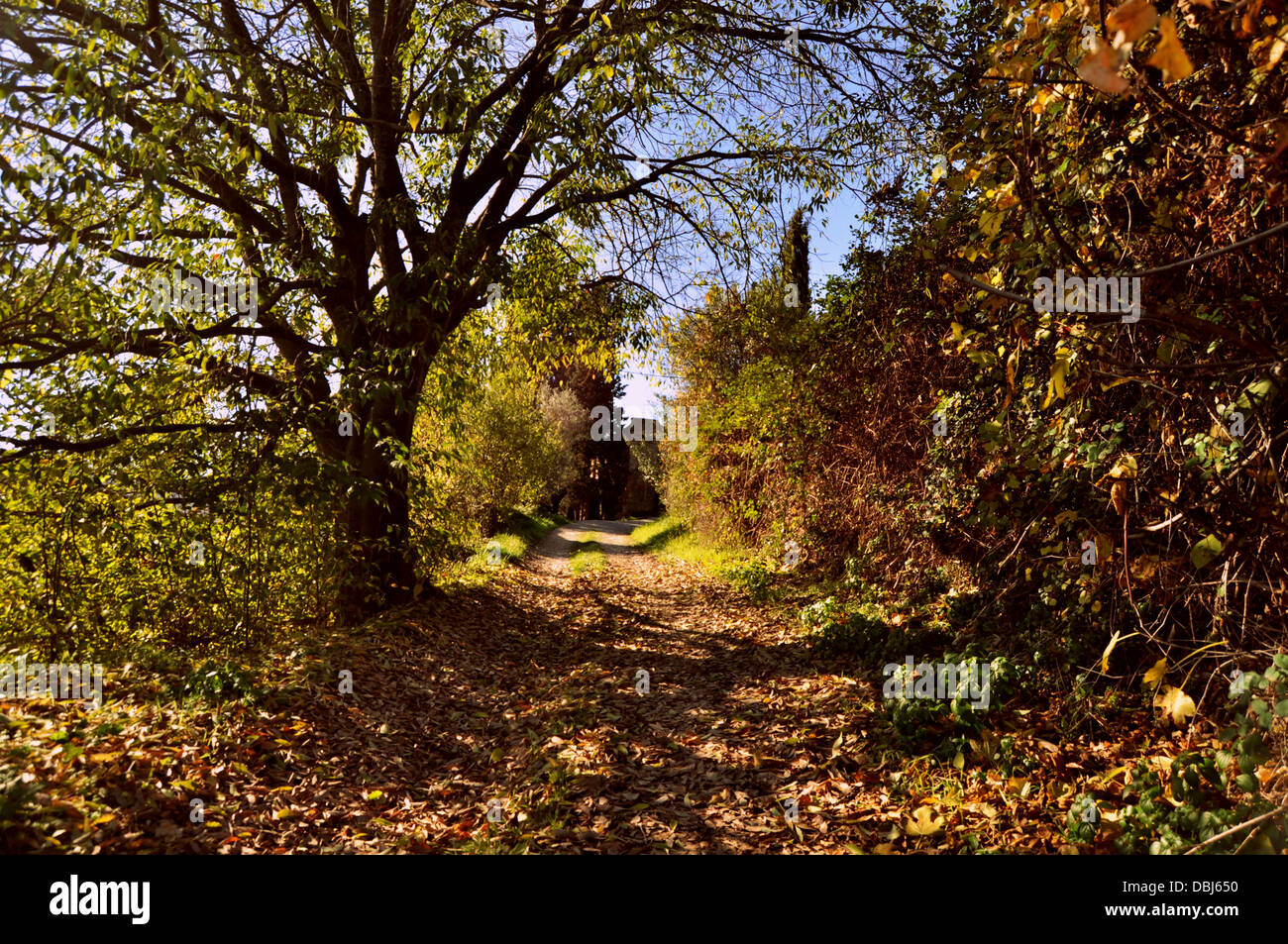 A path next to my house with amazing flowers, trees and leaves Stock ...
