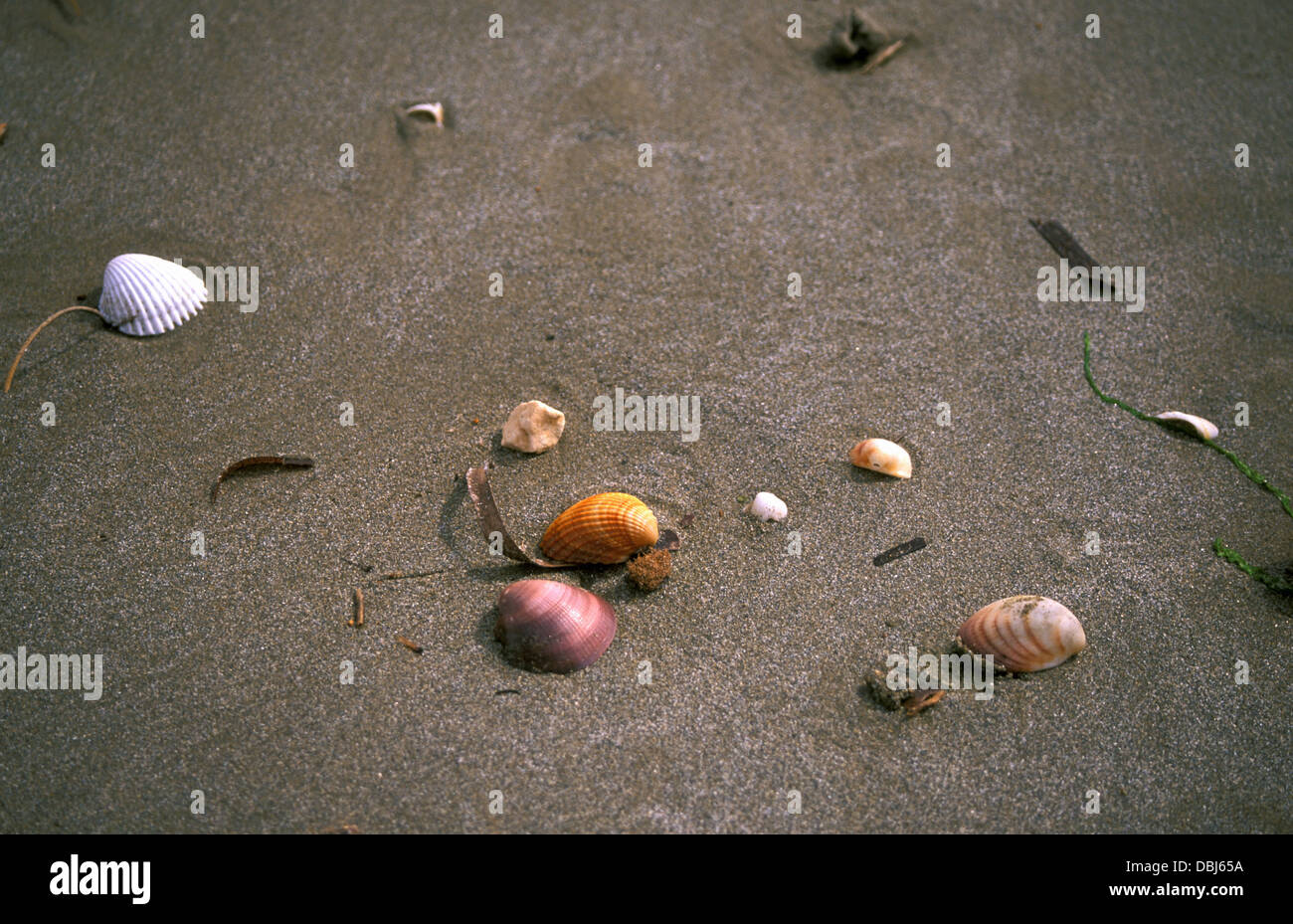 Front side of the sea shells hi-res stock photography and images - Alamy