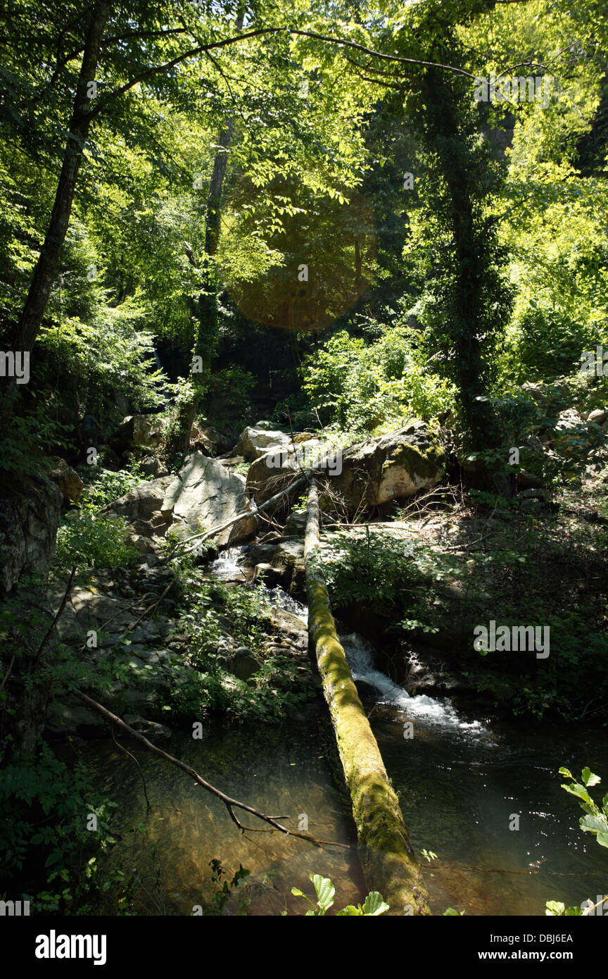 River through the forest Stock Photo - Alamy