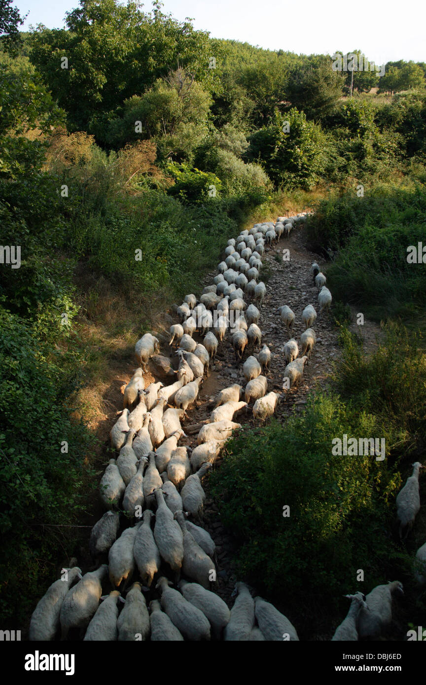 Sheep on a path Stock Photo - Alamy