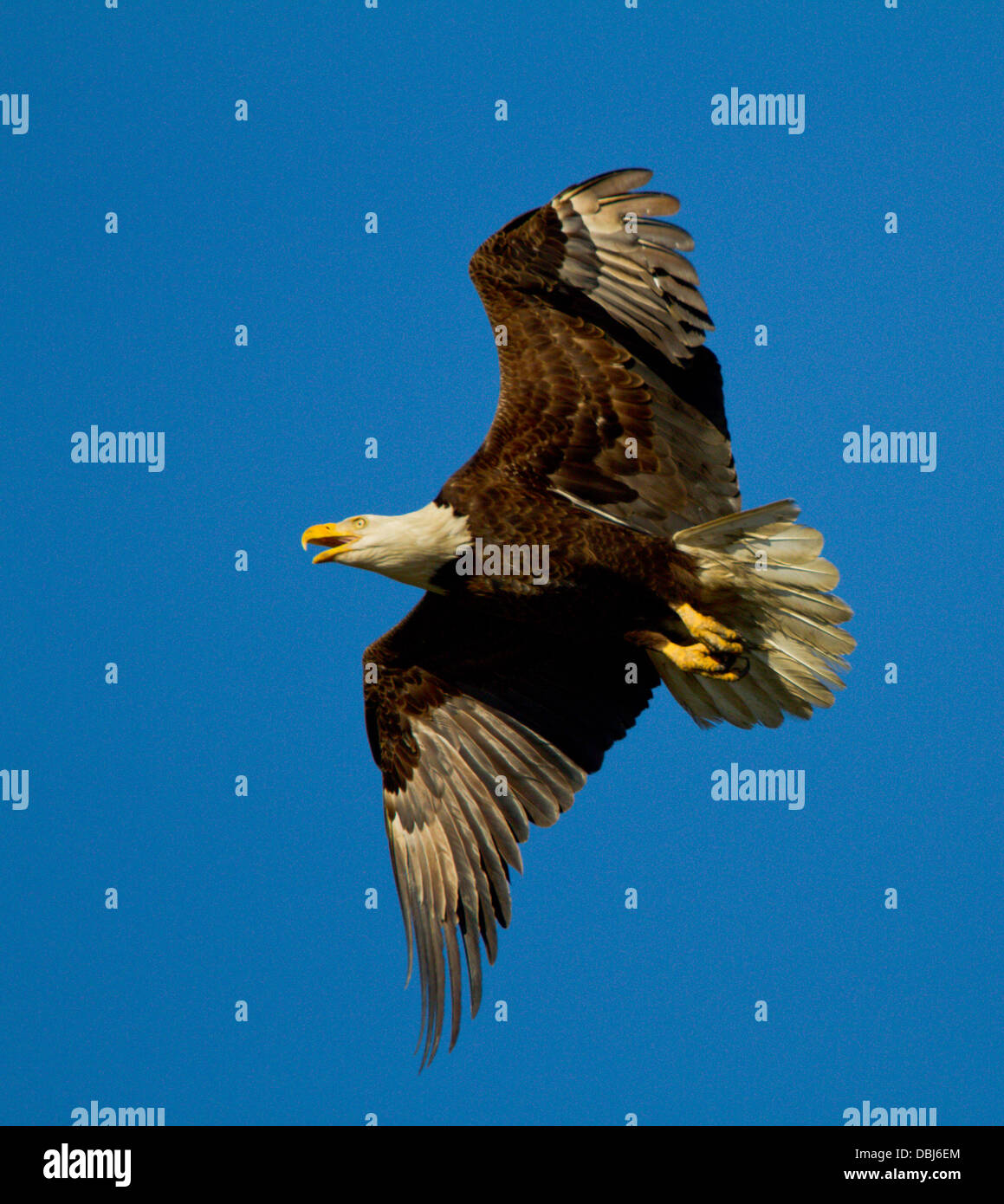 American Bald Eagle in flight Stock Photo - Alamy