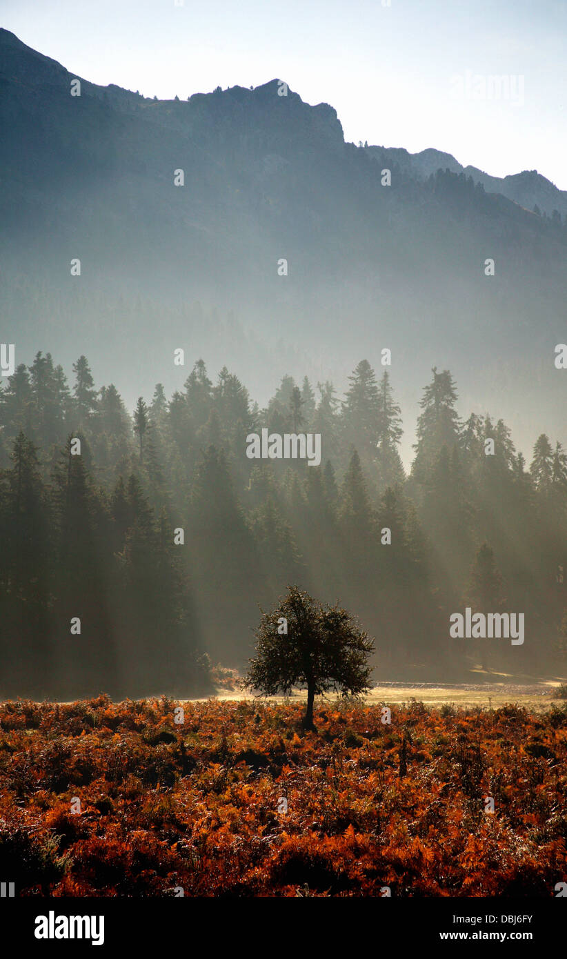 Sunlight falling on trees Stock Photo - Alamy