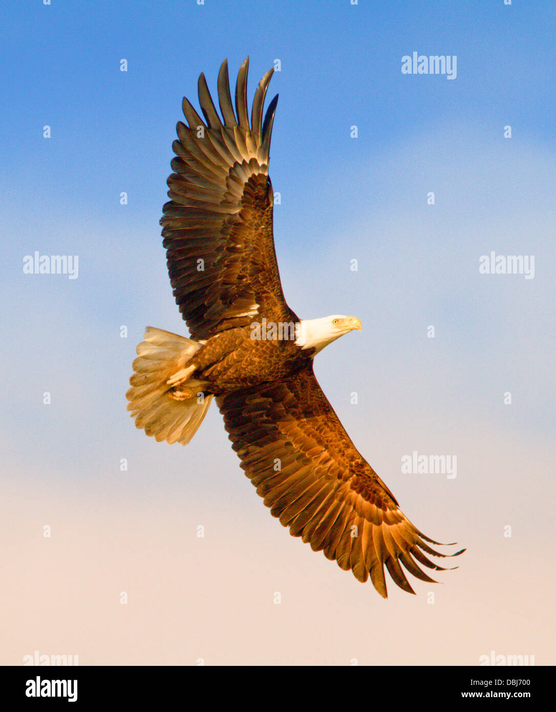 American Bald Eagle in flight Stock Photo - Alamy