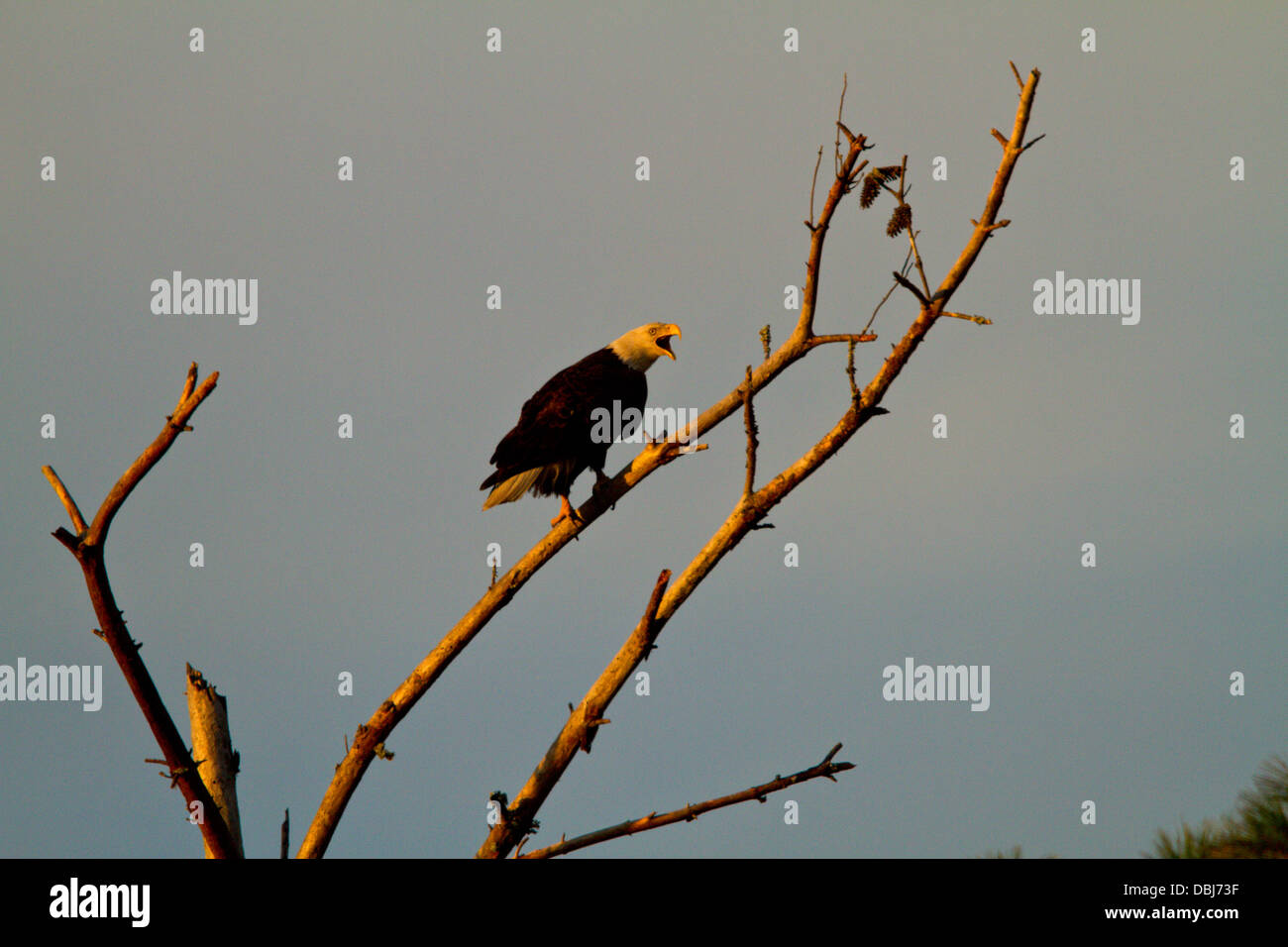 American Bald Eagle in flight Stock Photo - Alamy