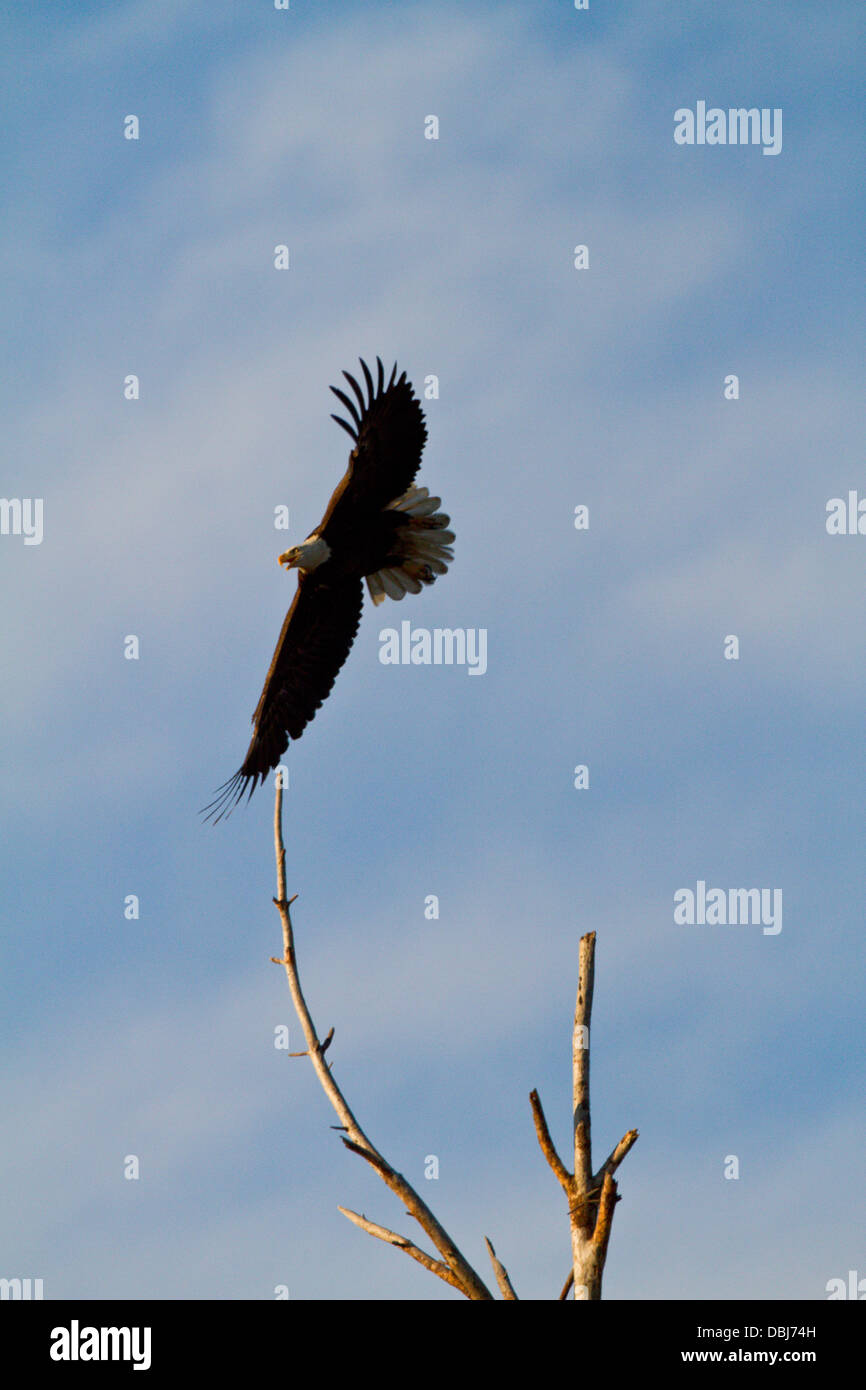 American Bald Eagle in flight Stock Photo - Alamy