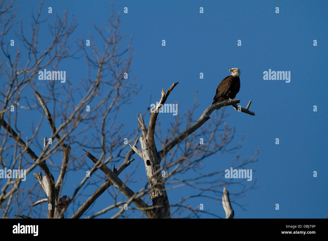 American Bald Eagle in flight Stock Photo - Alamy
