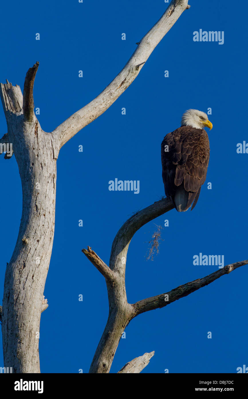 American Bald Eagle perched Stock Photo - Alamy