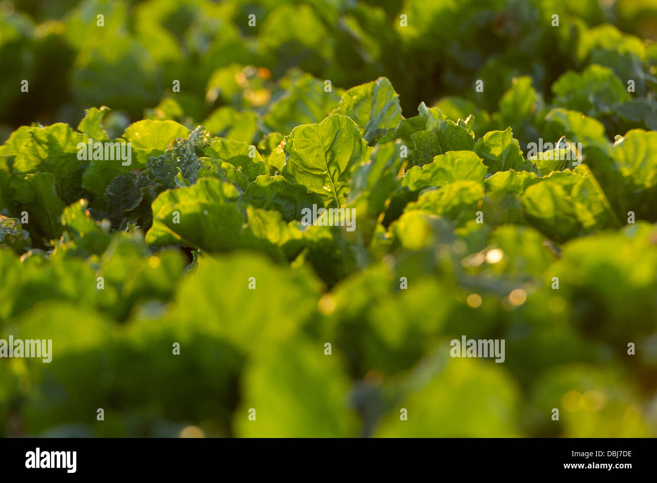 Growing crop of Sugar Beet Stock Photo - Alamy