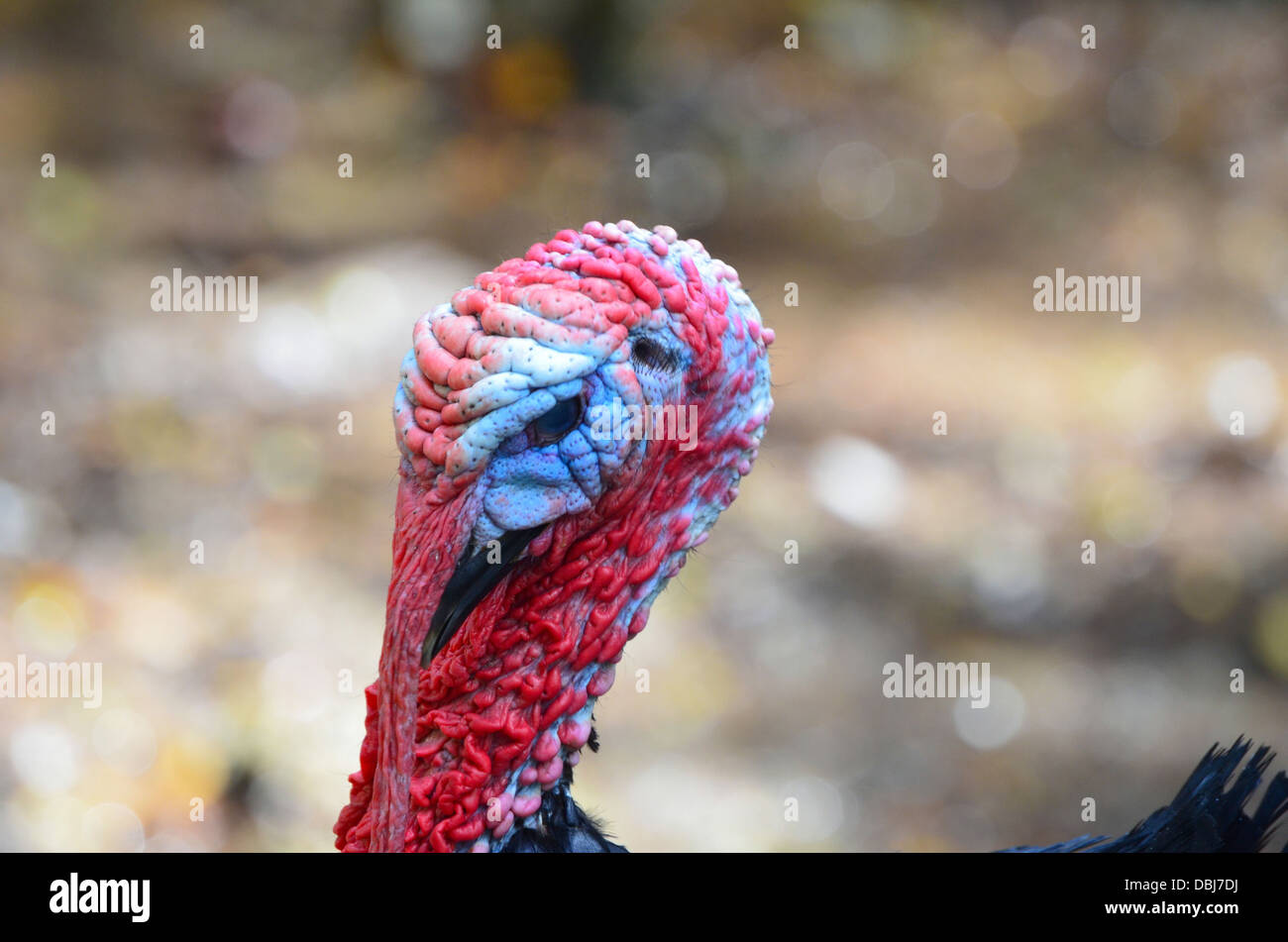 Animals wildlife hi-res stock photography and images - Alamy