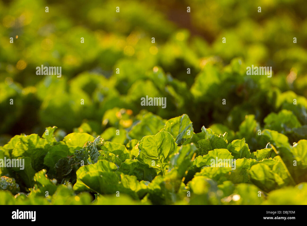 Growing crop of Sugar Beet Stock Photo - Alamy