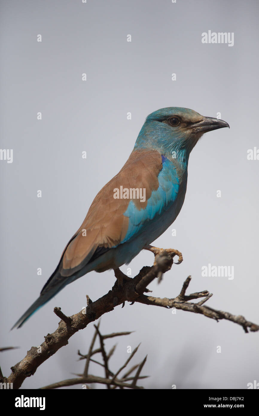 Lilac Breasted Roller. Coracias caudatus. The national bird of Botswana ...