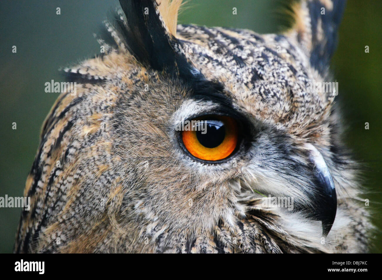 Animals, Wildlife, Nature Stock Photo - Alamy