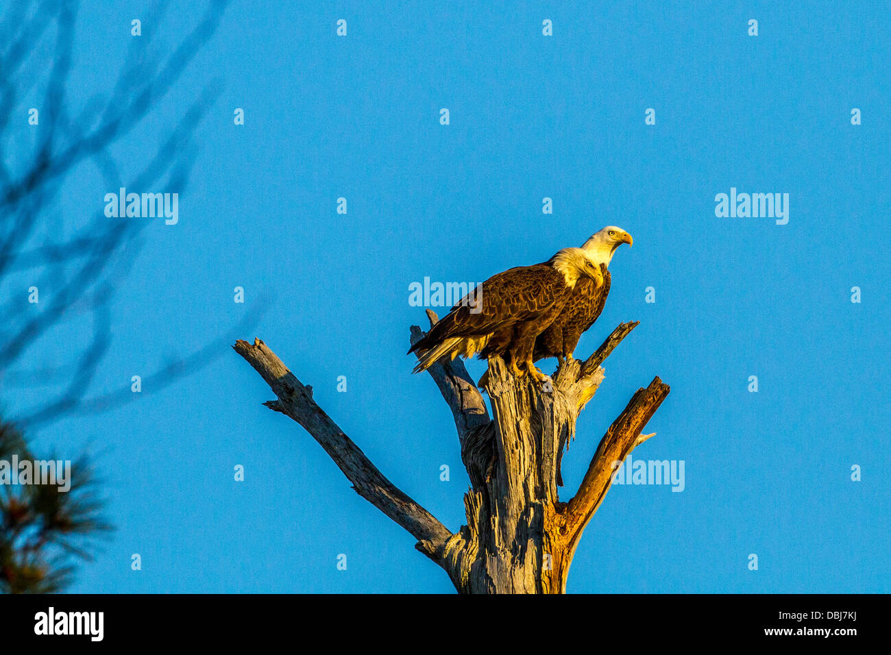 American Bald Eagle perched Stock Photo - Alamy