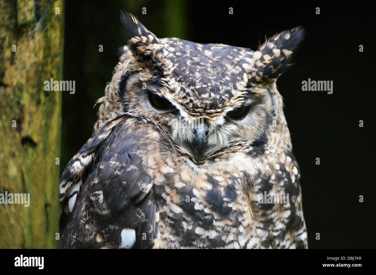 Animals wildlife hi-res stock photography and images - Alamy