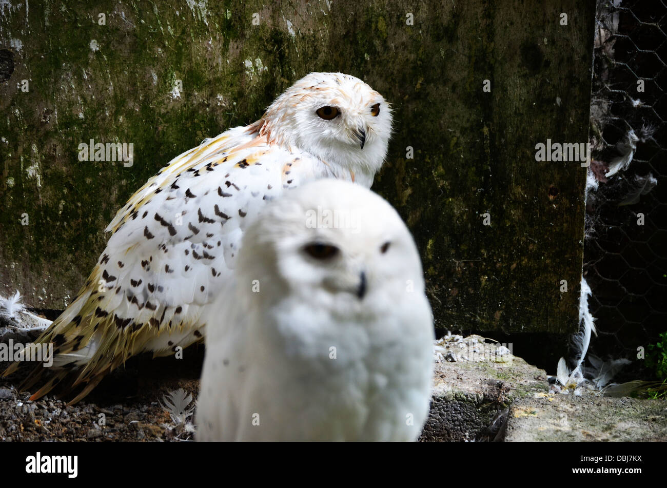 Animals, Wildlife, Nature Stock Photo - Alamy