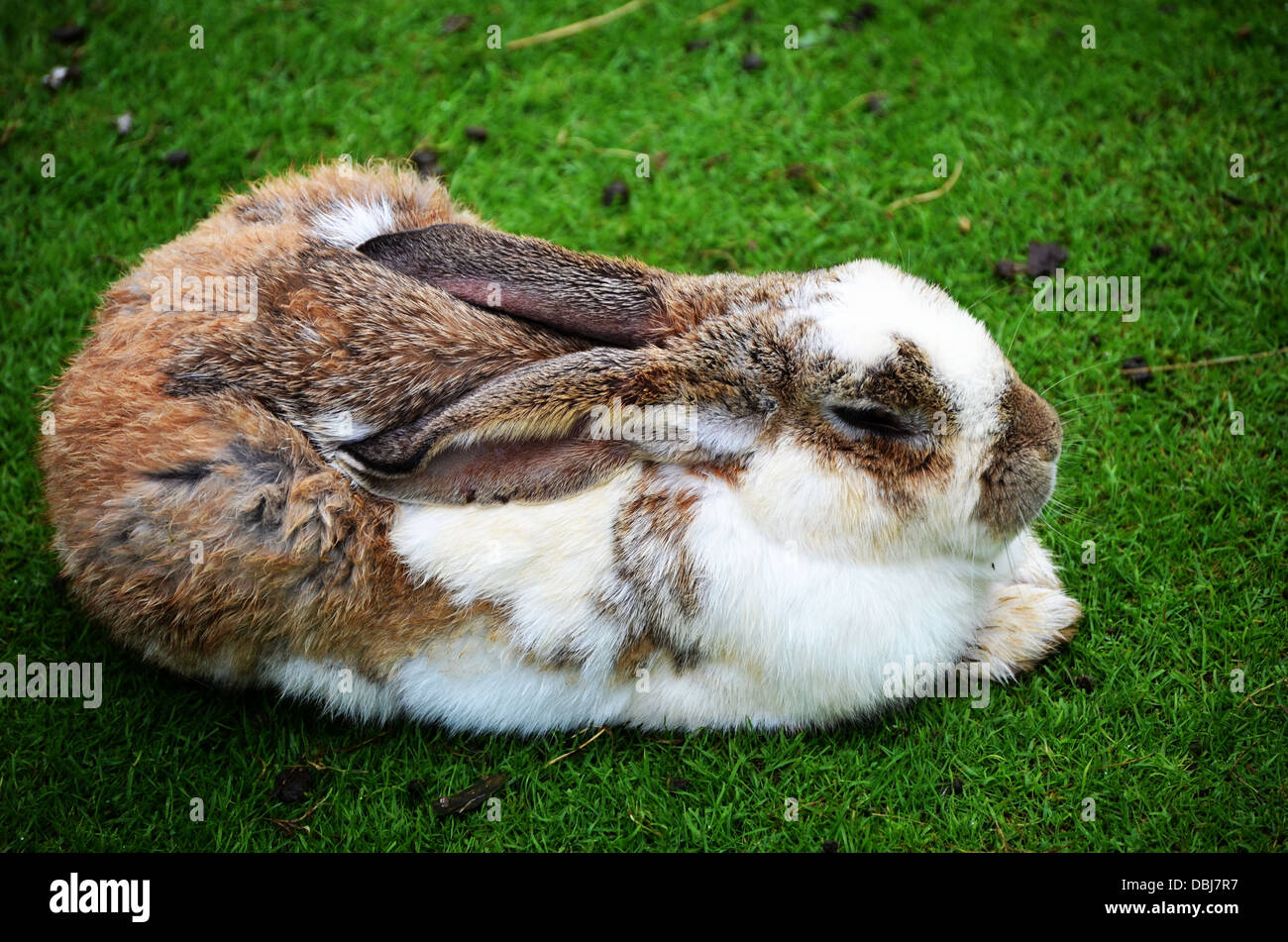 Animal, Wildlife, Nature Stock Photo - Alamy