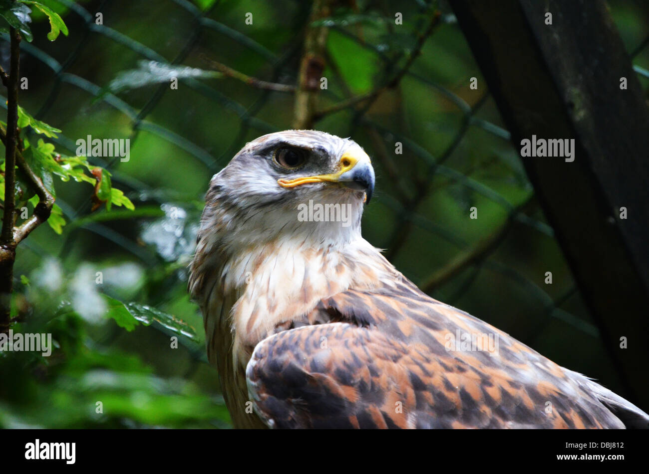 Animal, Wildlife, Nature Stock Photo - Alamy