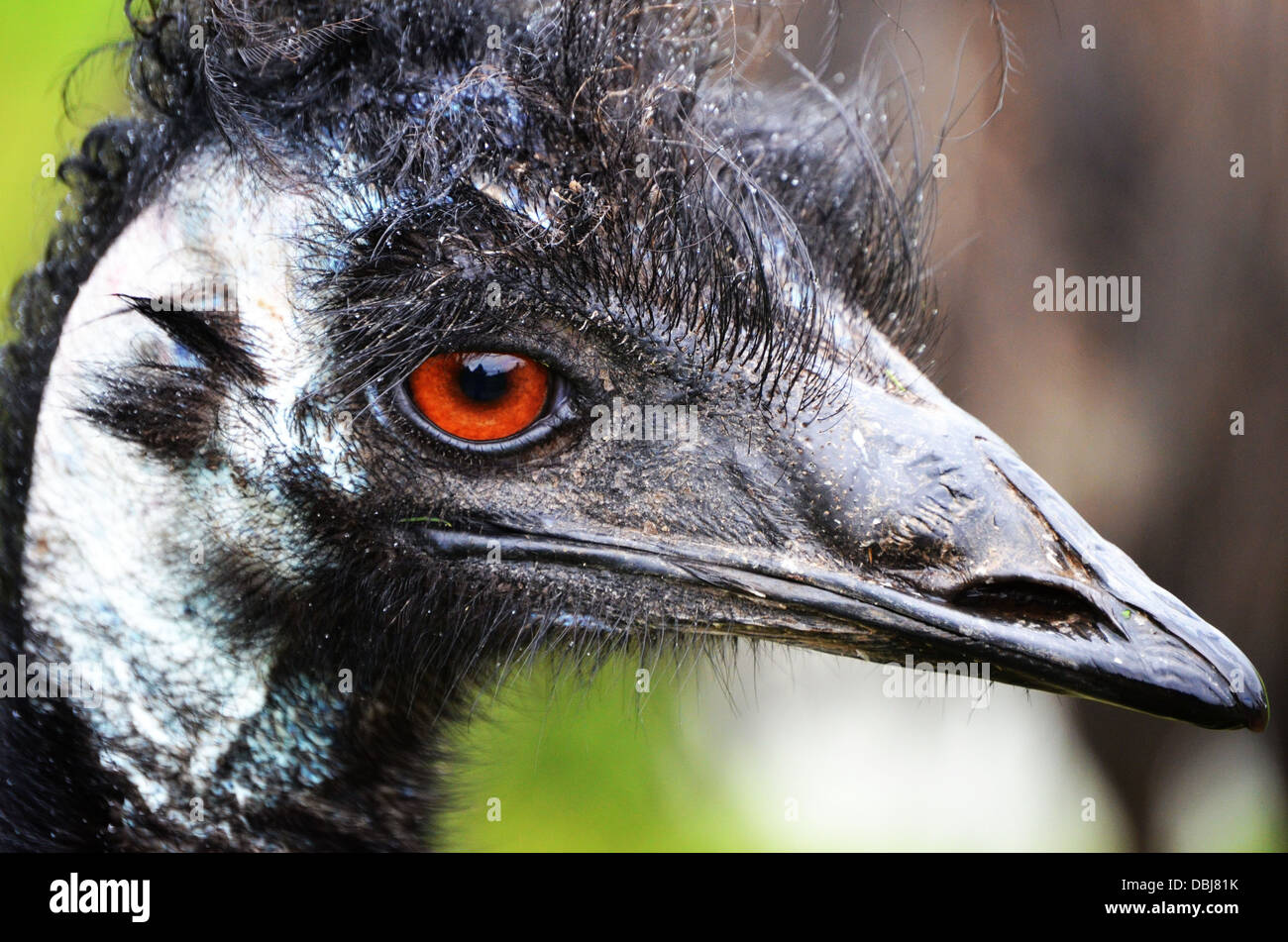 Animal, Wildlife, Nature Stock Photo - Alamy