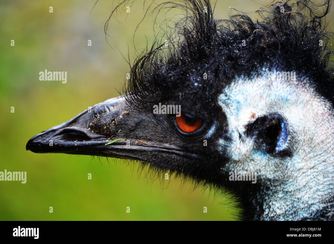 Animal, Wildlife, Nature Stock Photo - Alamy