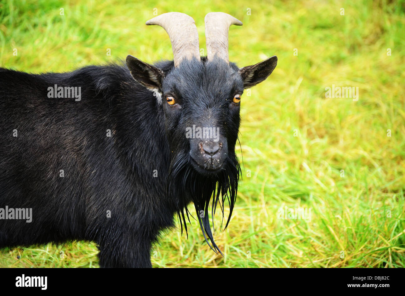 Animal, Wildlife, Nature Stock Photo - Alamy