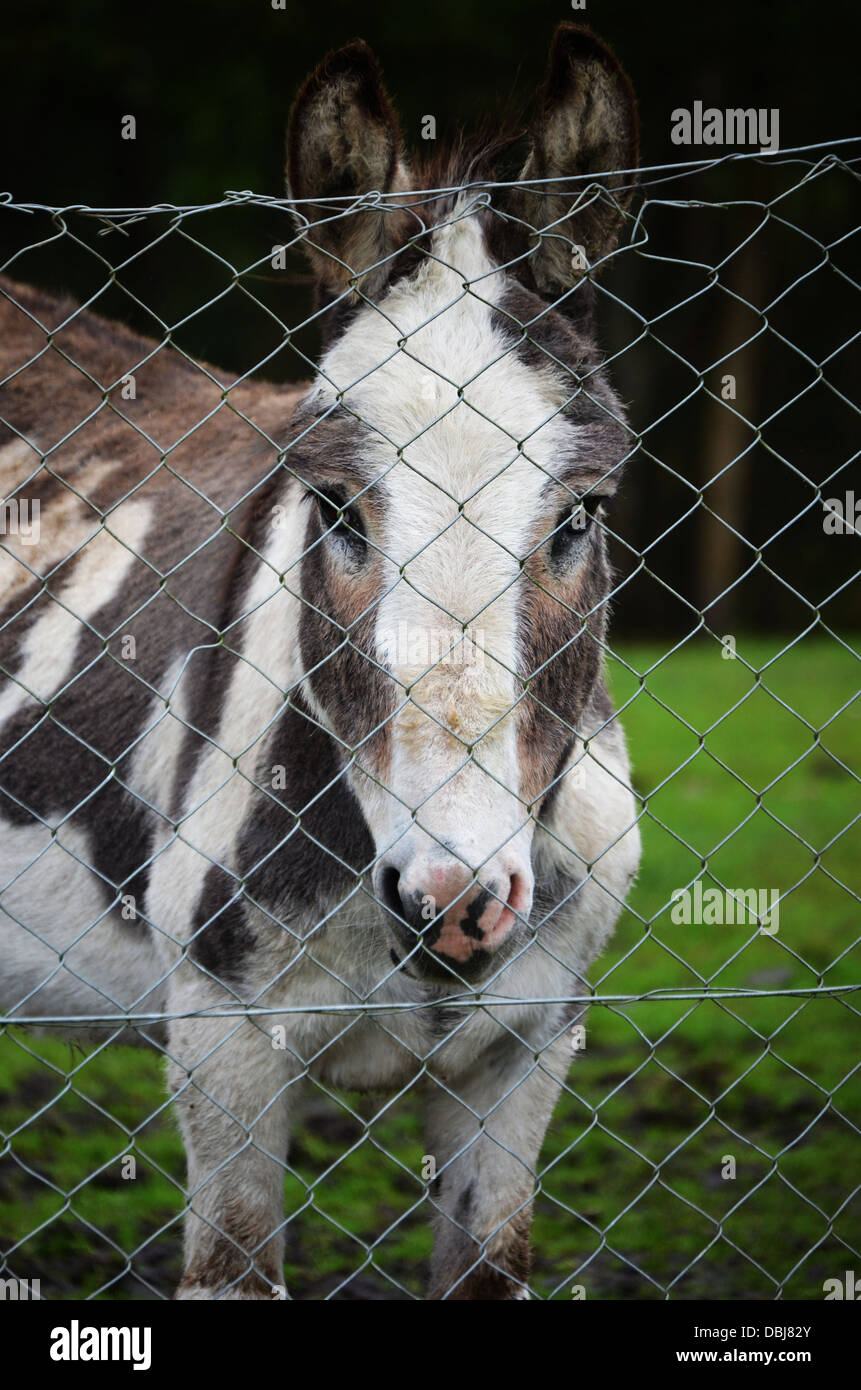 Animal, Wildlife, Nature Stock Photo - Alamy