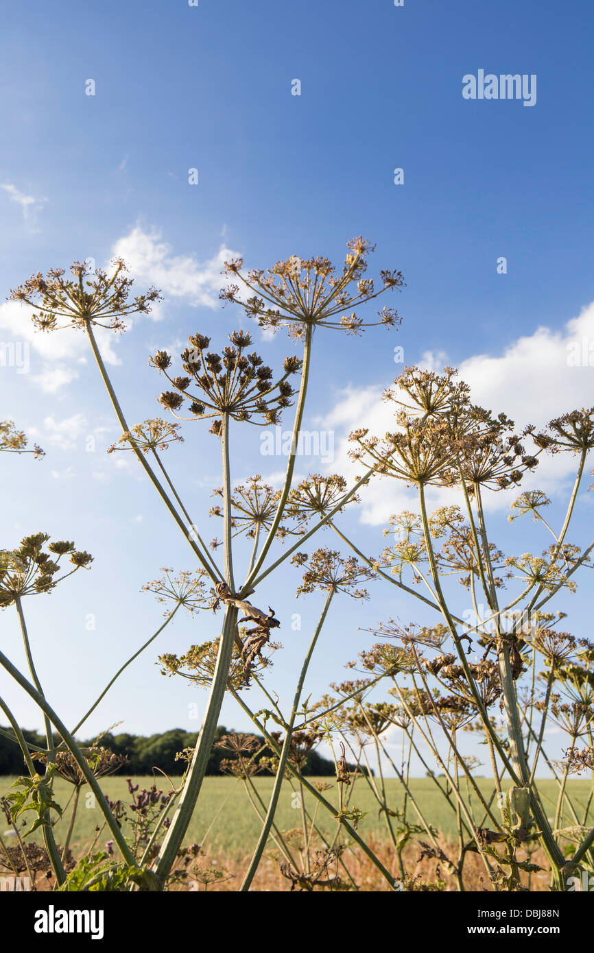 Seed heads of Common Hogweed against blue sky, England, UK Stock Photo ...