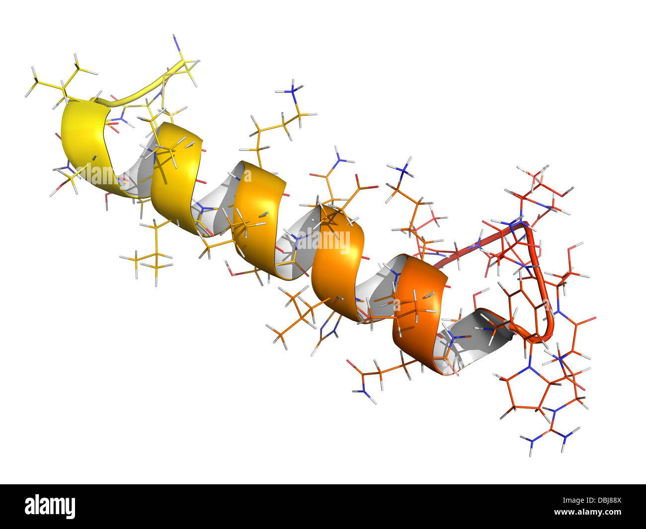 Calcitonin hormone hi-res stock photography and images - Alamy