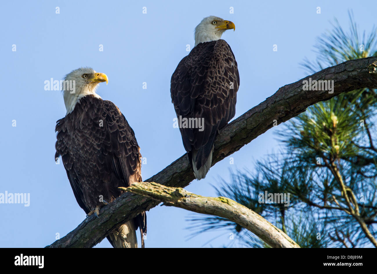 American Bald Eagle perched Stock Photo - Alamy