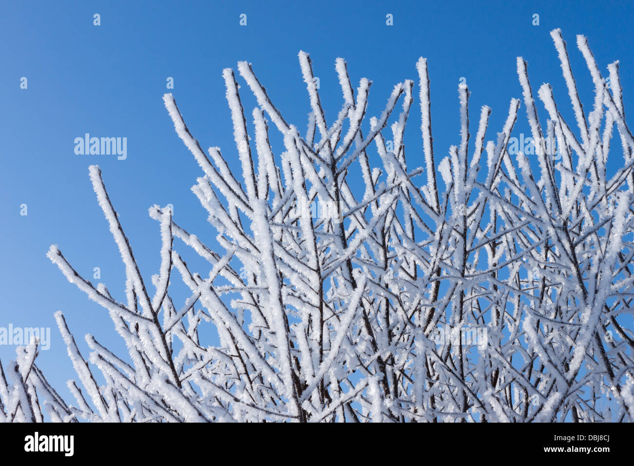 Closeup of branches of a tree, covered with rime frost against a blue ...