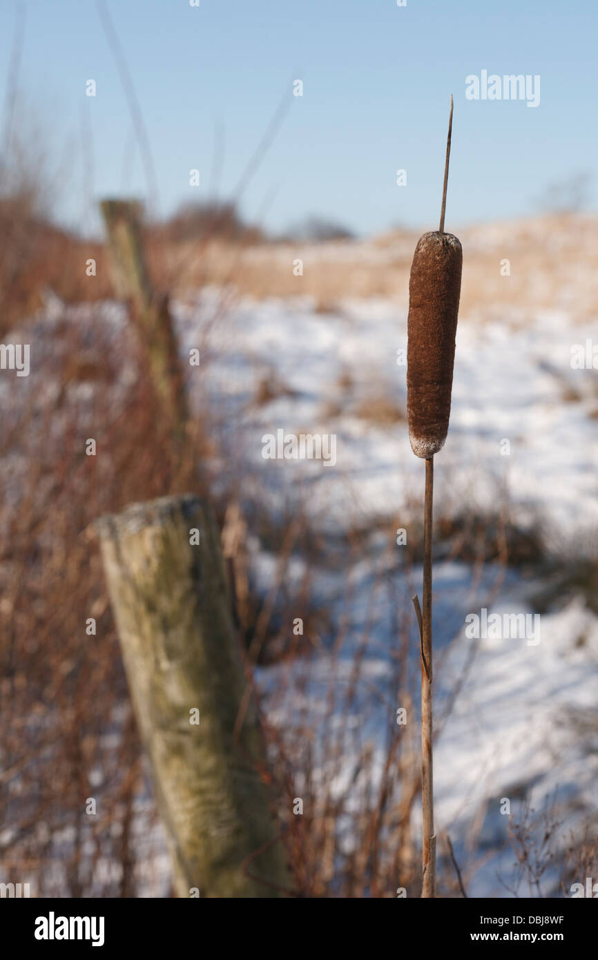 Cattail and fence posts in winter Stock Photo - Alamy