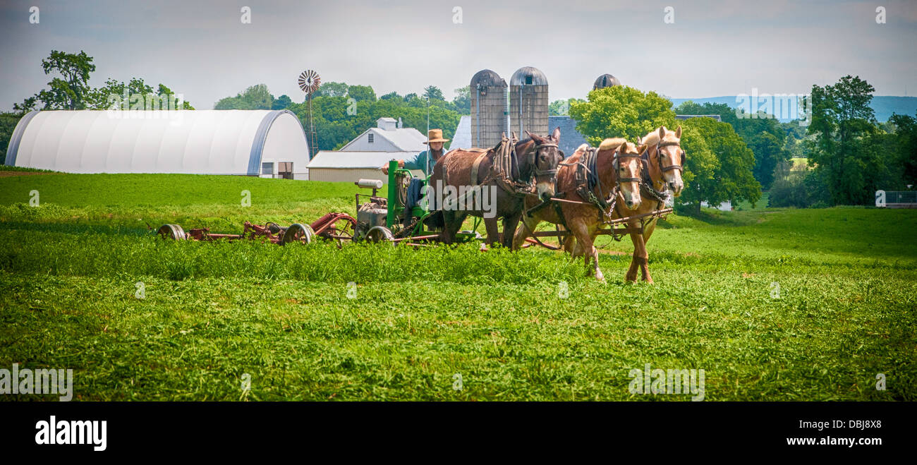 Amish farmer w/ draft horse, mules, plows field Stock Photo - Alamy