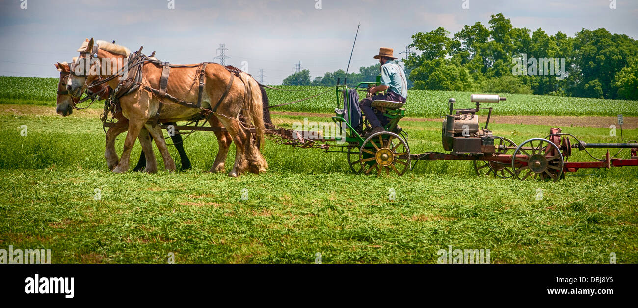 Amish farmer w/ draft horse, mules, plows field Stock Photo - Alamy